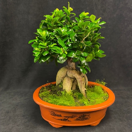 Ficus Ginseng ingrijire - ghid pentru o planta sanatoasa