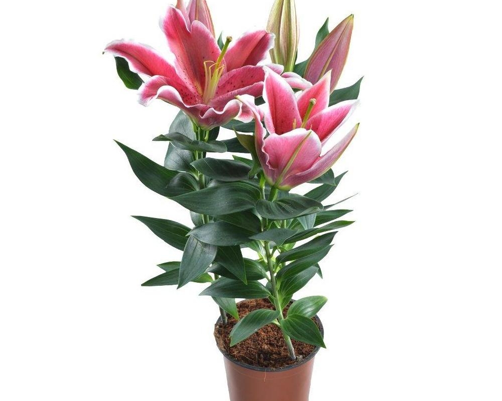 Crin Roz in Ghiveci, inaltime 40 cm | OkFlora.ro