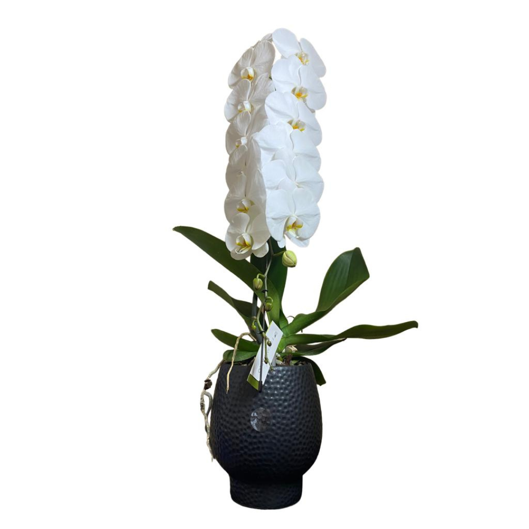 Orhidee Alba in Ghiveci de Ceramica