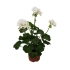 Muscata Pelargonium Zonale Alba D12