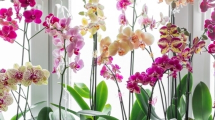 Descopera specii de crini in ghiveci si ingrijirea lor