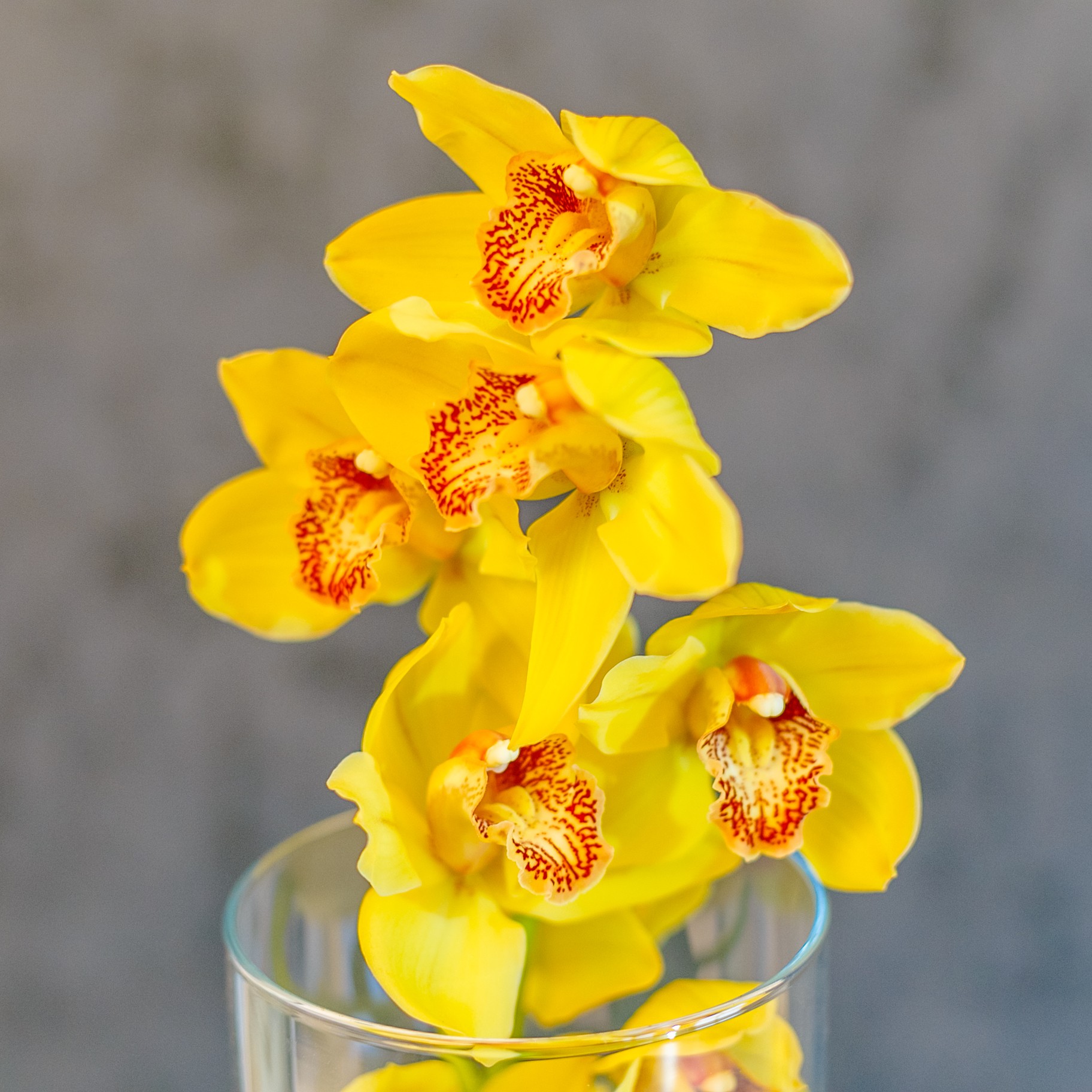 Orhidee Galbena in Vaza, inaltime 40 cm | OkFlora.ro